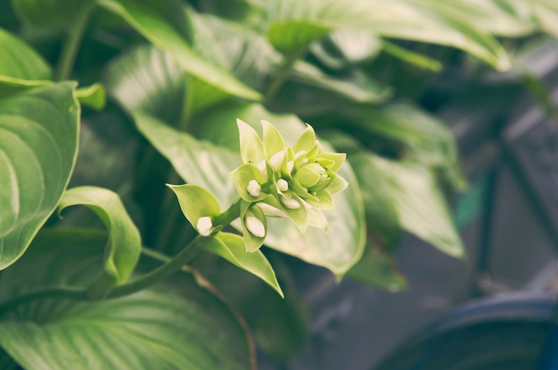 Smart Wins: Premium Egyptian Ingredients & Packaging